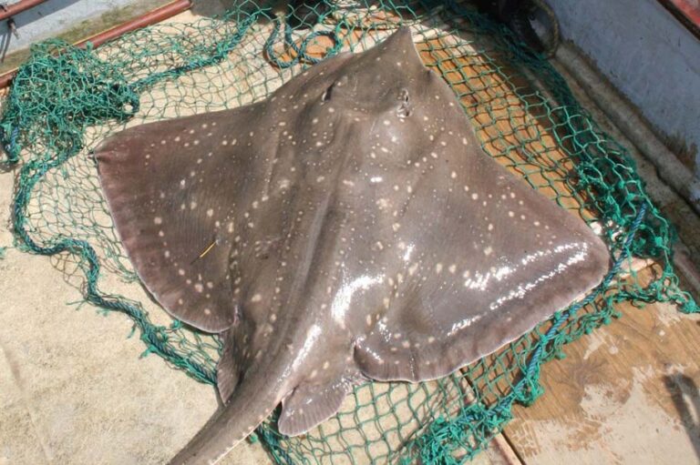 Raya - La Costa de Cádiz